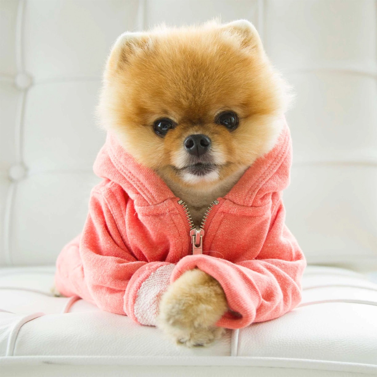 "Pet Influencer": la nuova moda dei cani fashion blogger GALLERY ...