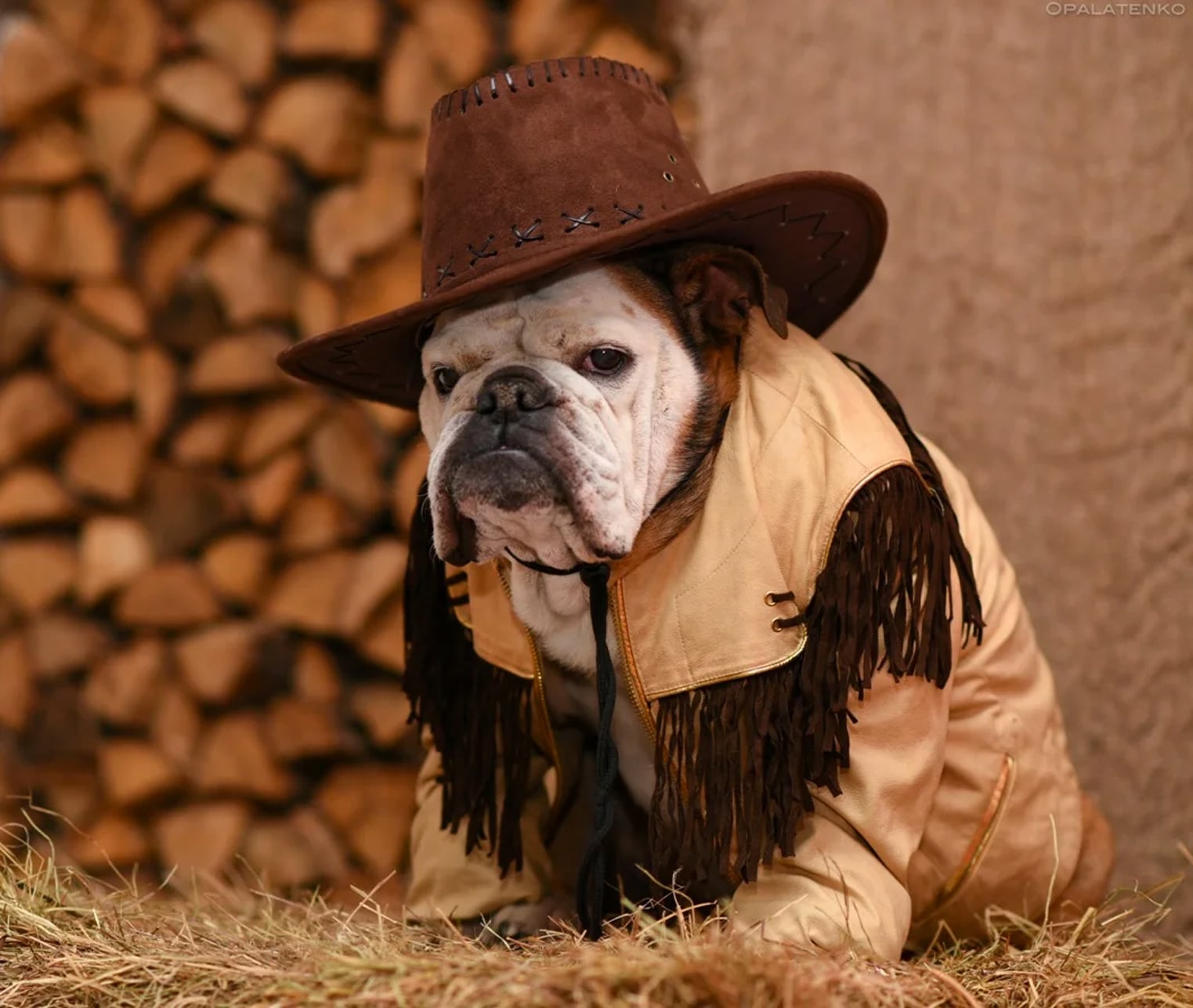 "Pet Influencer": la nuova moda dei cani fashion blogger GALLERY ...