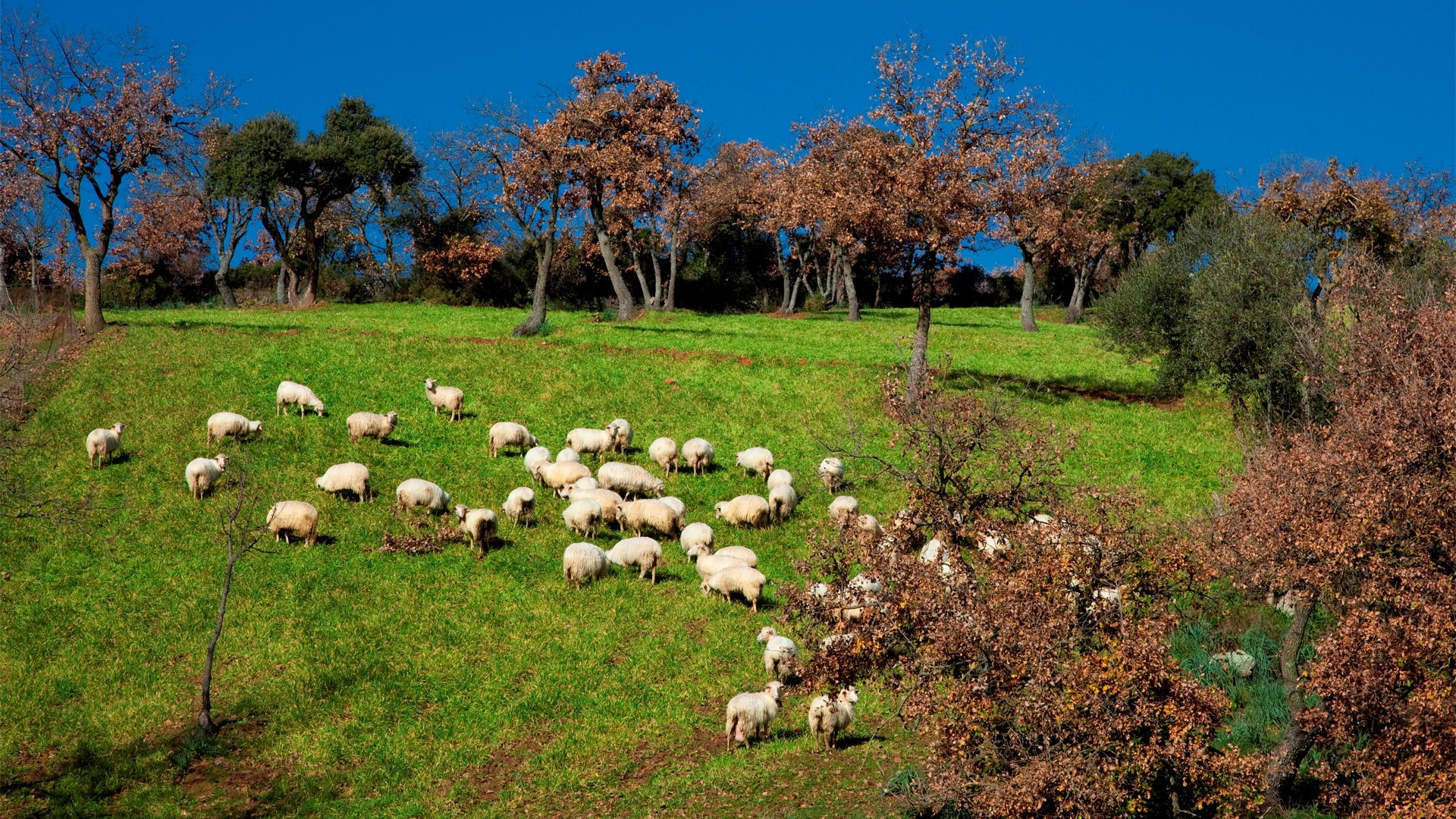 Atzara, borgo sardo in provincia di Nuoro - KissKiss.it